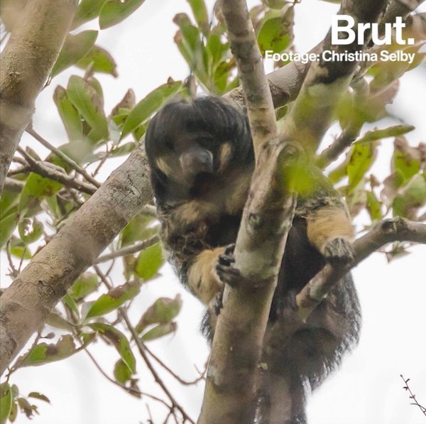 A missing monkey finally spotted in the Amazon | Brut.
