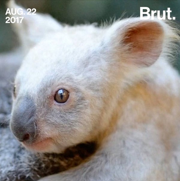 A rare white Koala born in Australia | Brut.