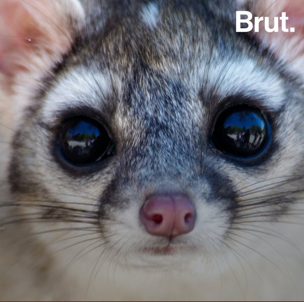 Conoce al adorable cacomixtle norteño | Brut.
