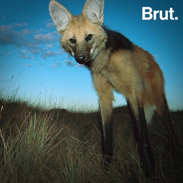 Conoce al "lobo" más alto del mundo 🐺 | Brut.
