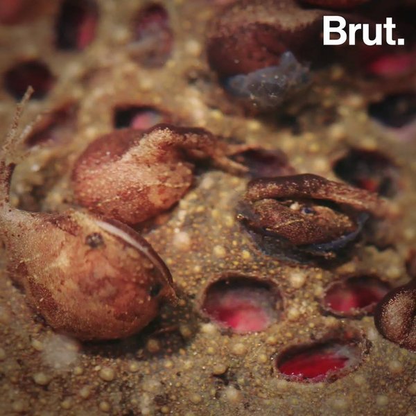 How is the common Suriname toad born? | Brut.