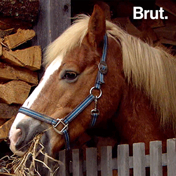 PETA s Tackles Hate Speech Against Animals Brut peta-s-tackles-hate-speech-against-animals-brut