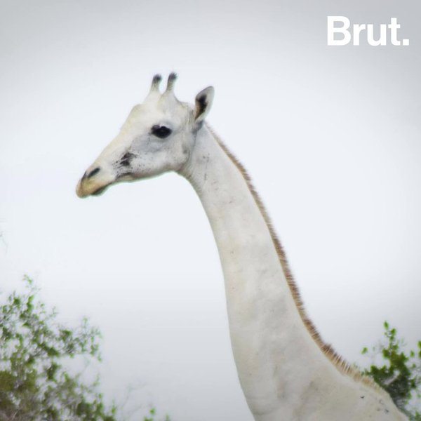 Leucistic Giraffe